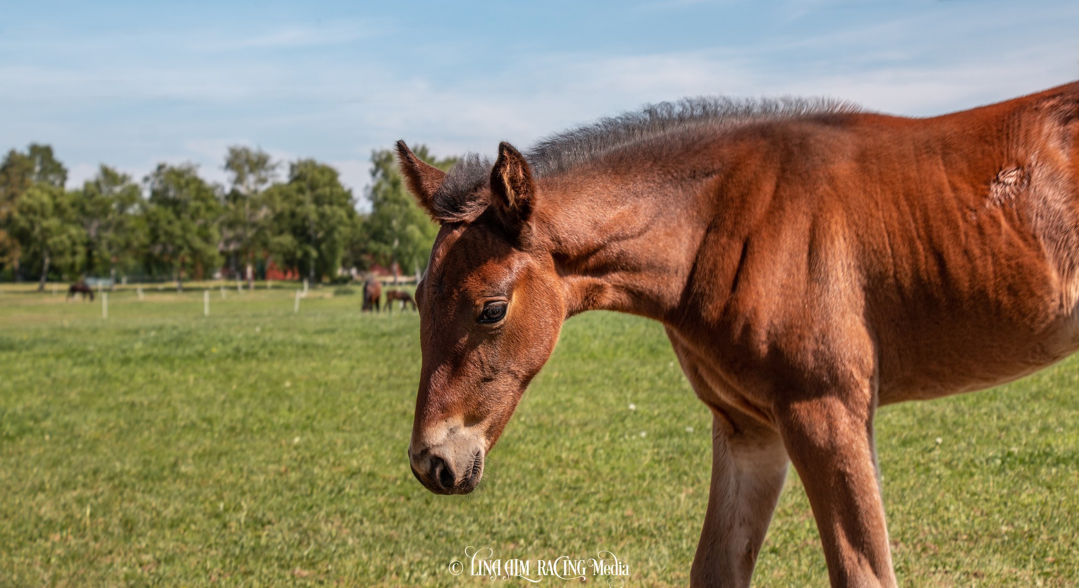 Juniper Sky | SRF Stable